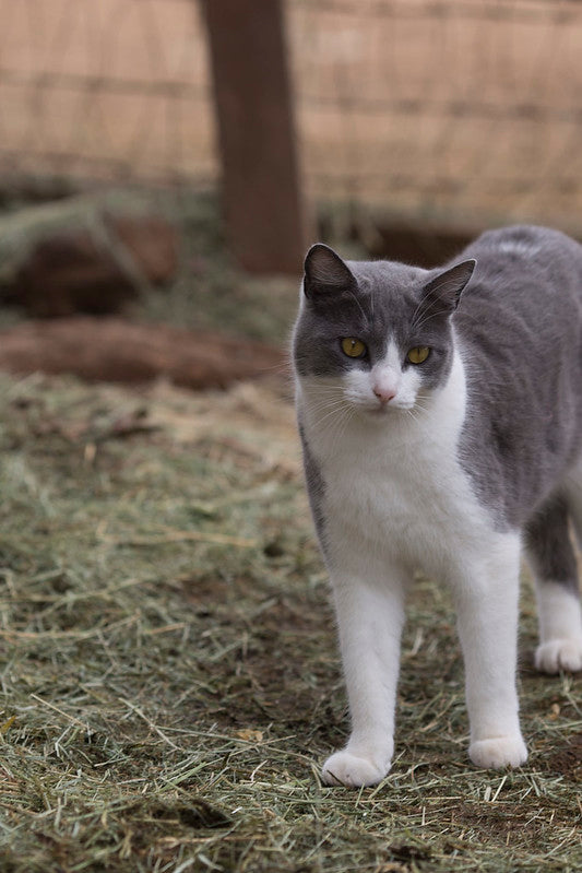 Indiana 4-H Cat Project – Shop 4-H