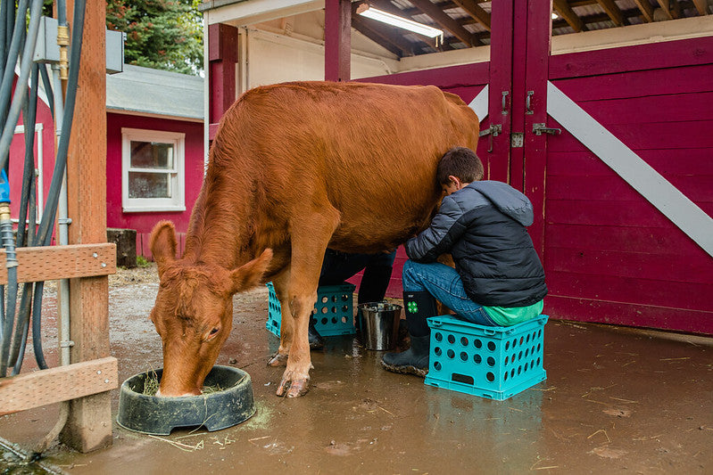 Indiana 4-H Dairy Cattle Project – Shop 4-H